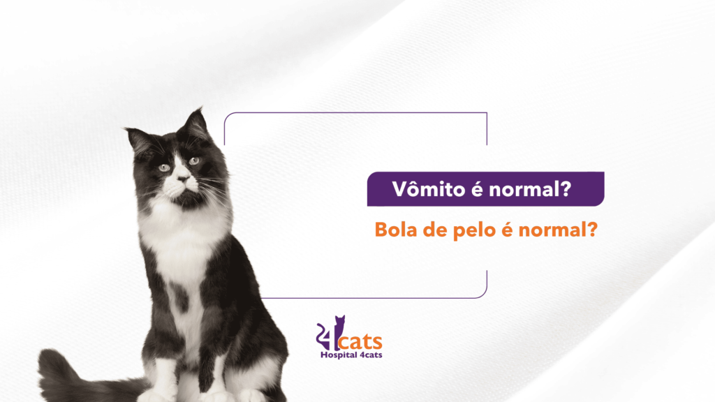 Gato vomitando: o que pode ser e quando procurar um veterinário ...